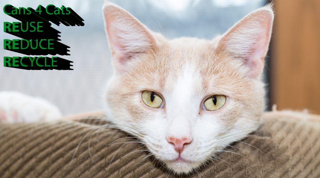 Cans For Cats with MinnKota Recycling | Cats Cradle Shelter